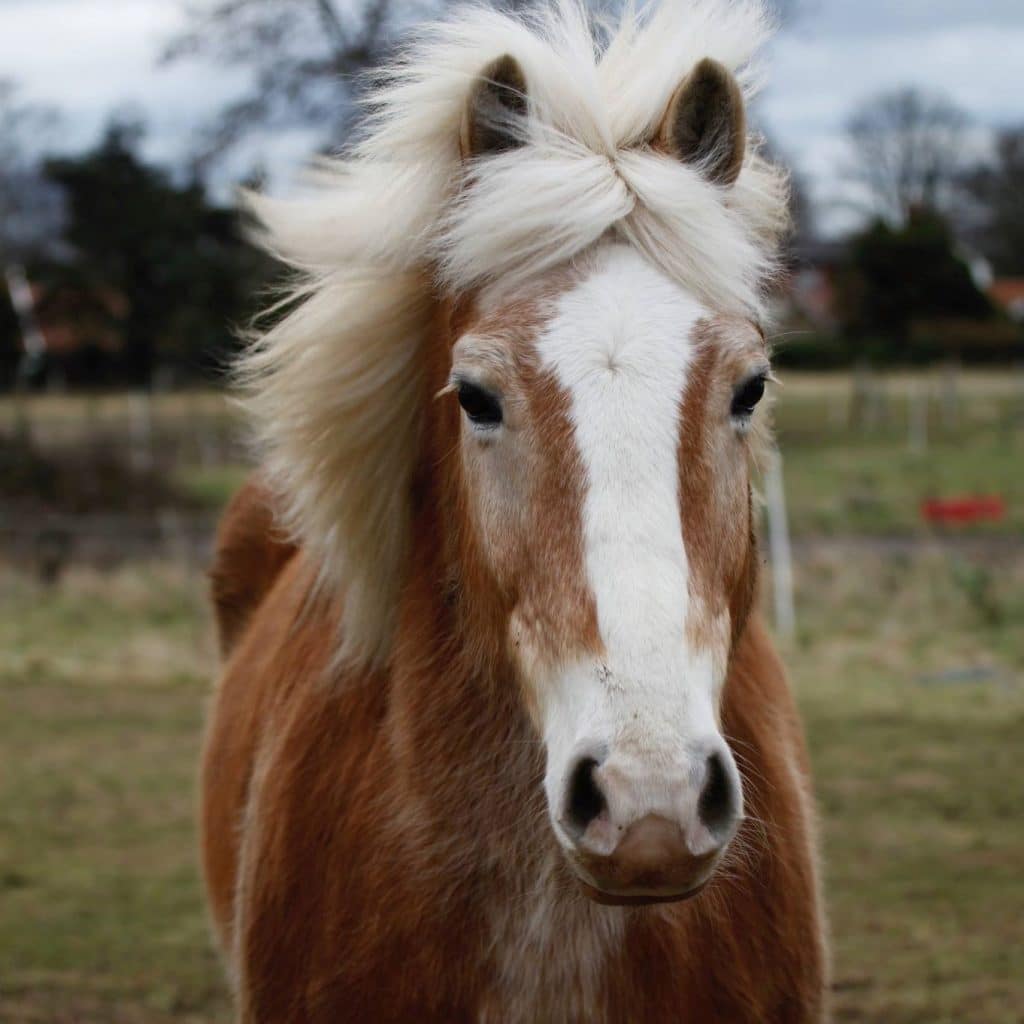 Barney | Haflinger Pony | Slate House Blog