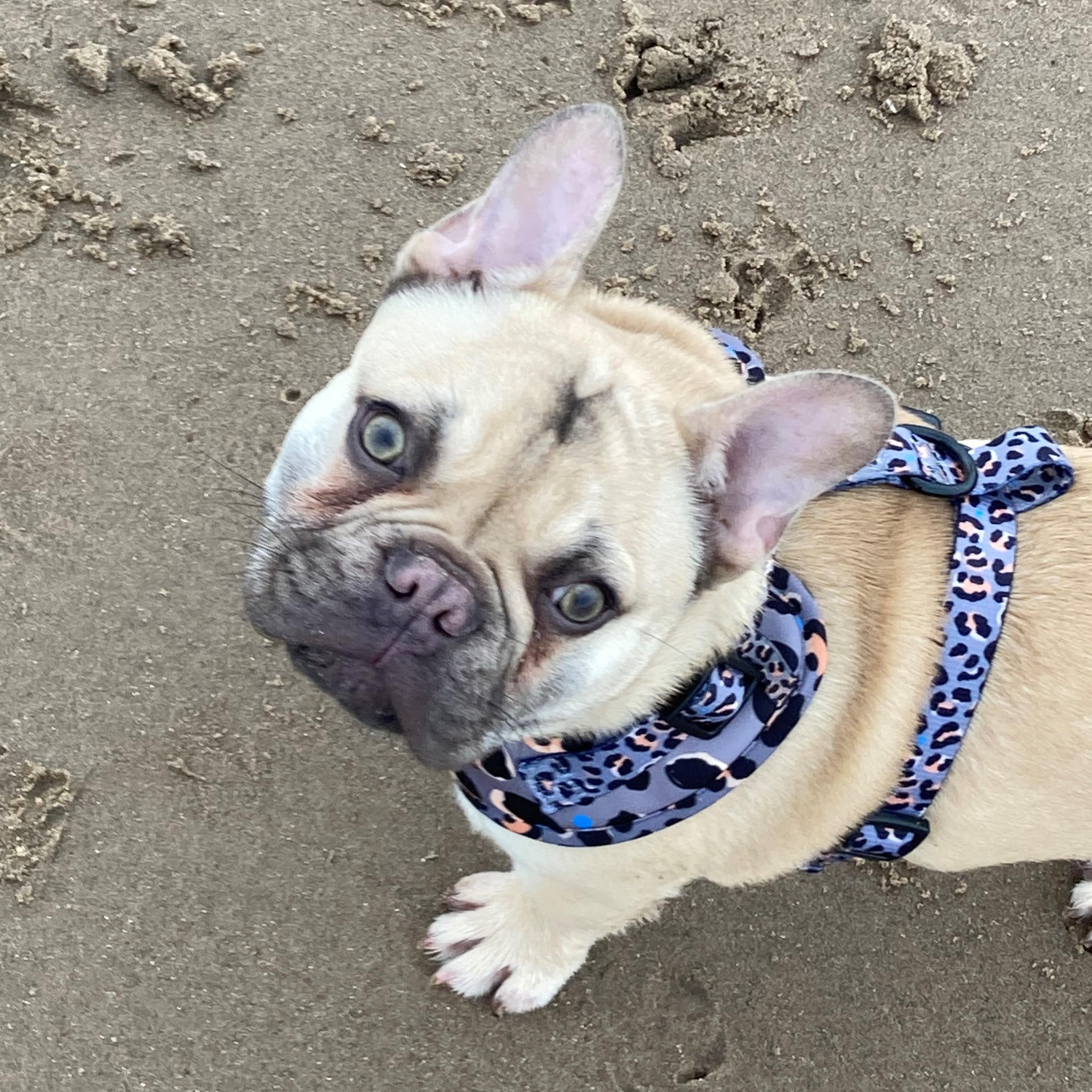 Bruno | French Bull Dog | Slate House Blog