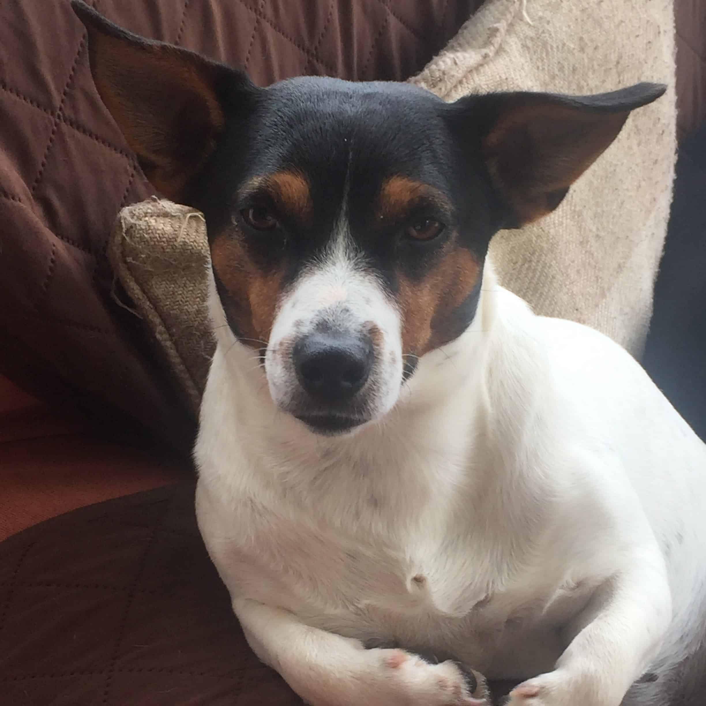 Dottie | Jack Russell | Slate House Blog